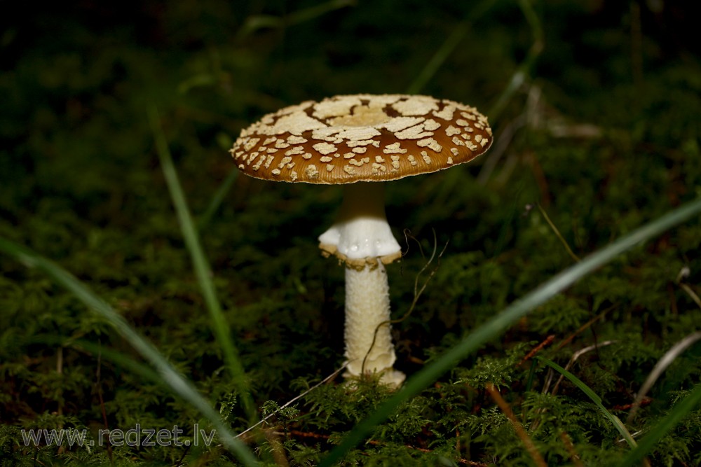 Brūnā mušmire - Brūnā mušmire (Amanita regalis) - redzet.eu