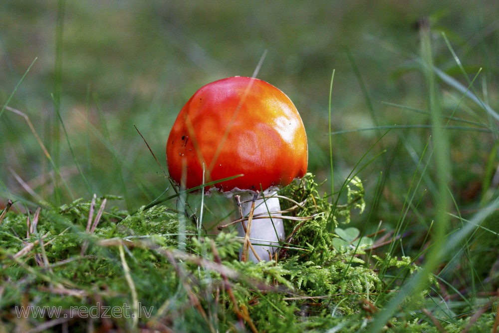 Jauna mušmire - Sarkanā mušmire (Amanita muscaria) - redzet.eu