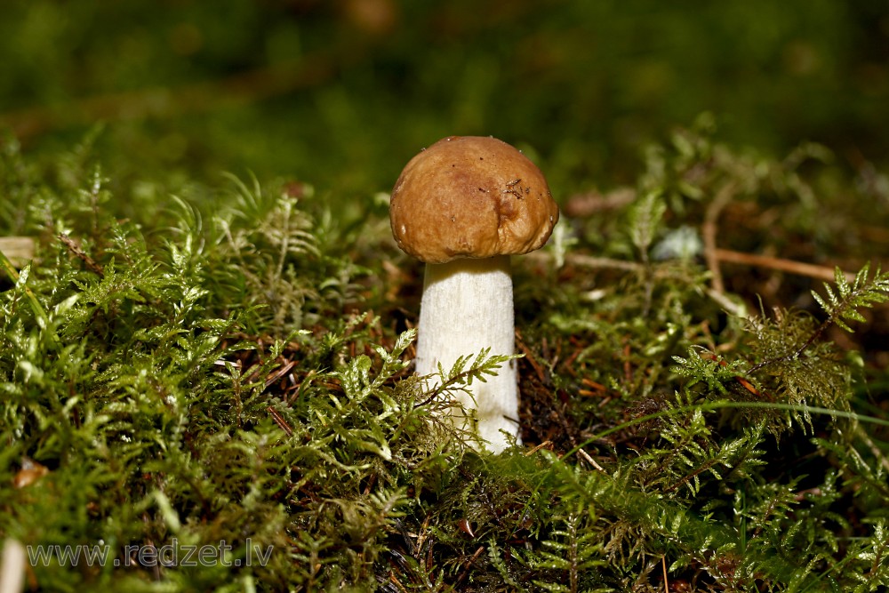 Brūnā mušmire - Brūnā mušmire (Amanita regalis) - redzet.eu