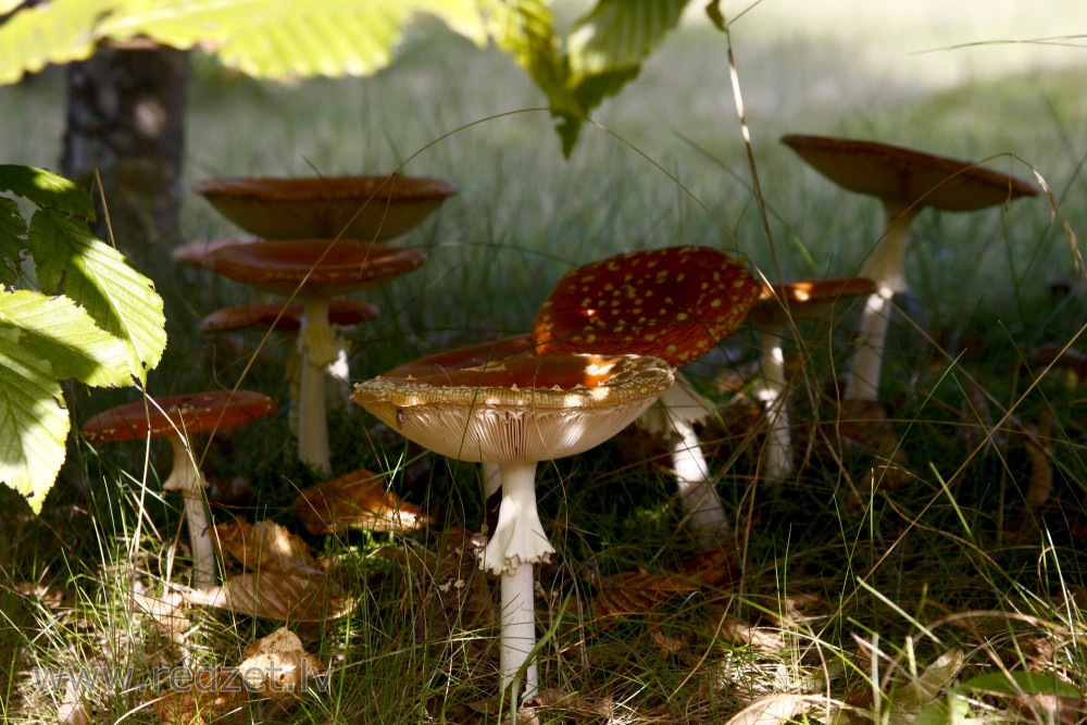 Mušmires - Sarkanā mušmire (Amanita muscaria) - redzet.eu