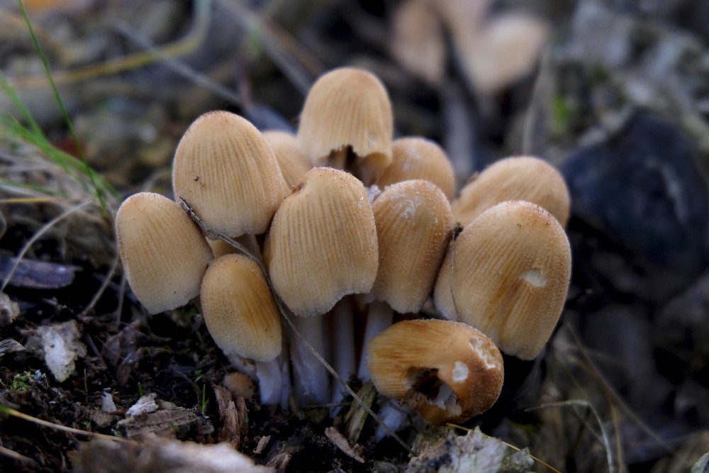 Coprinus Micaceus