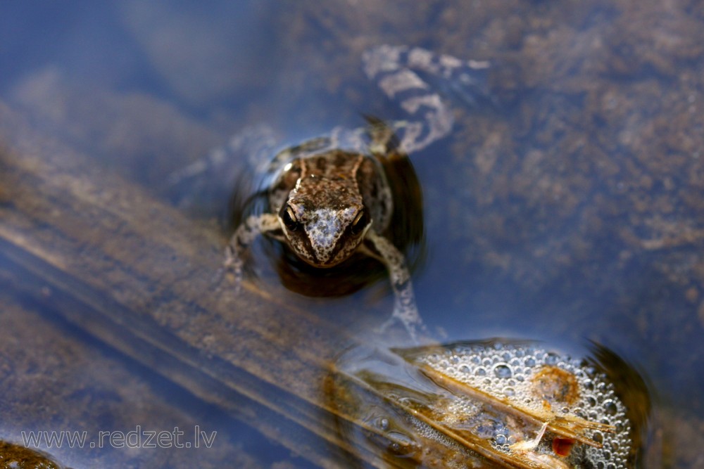 Varde - Vardes - redzet.eu