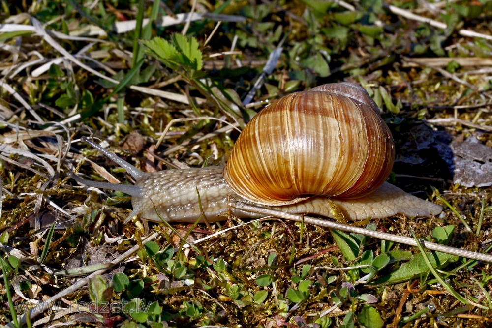 Gliemezis - Gliemeži (Gastropoda) - redzet.eu