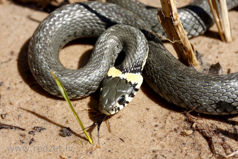 Zalktis - Rāpuļi - redzet.eu