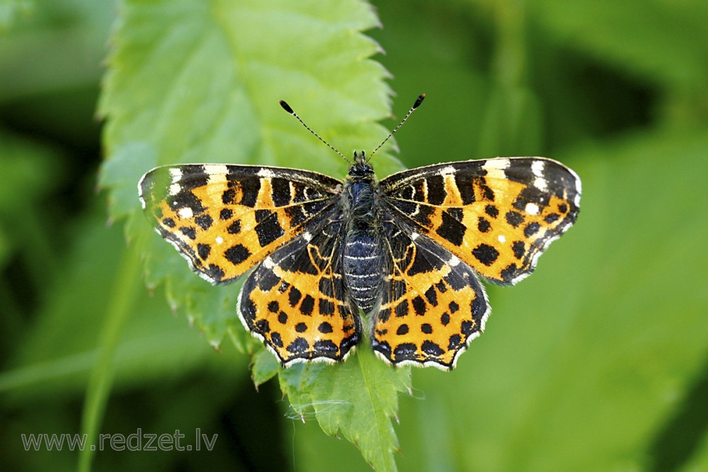 Mazais nātru raibenis, pavasara paaudze - Taurenis - redzet.eu