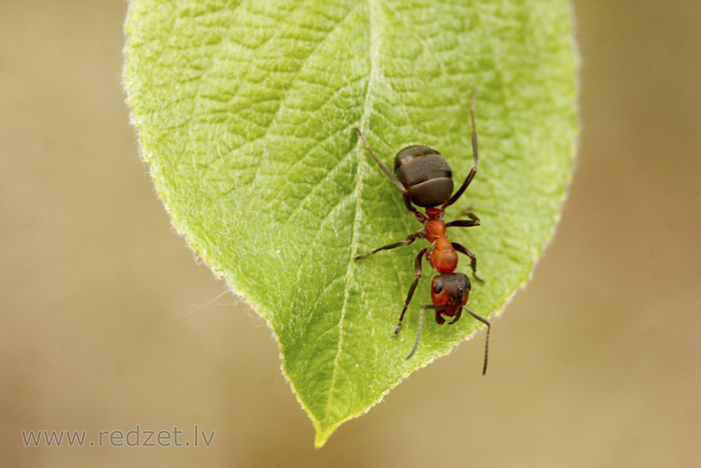 Skudra - Skudras - redzet.eu