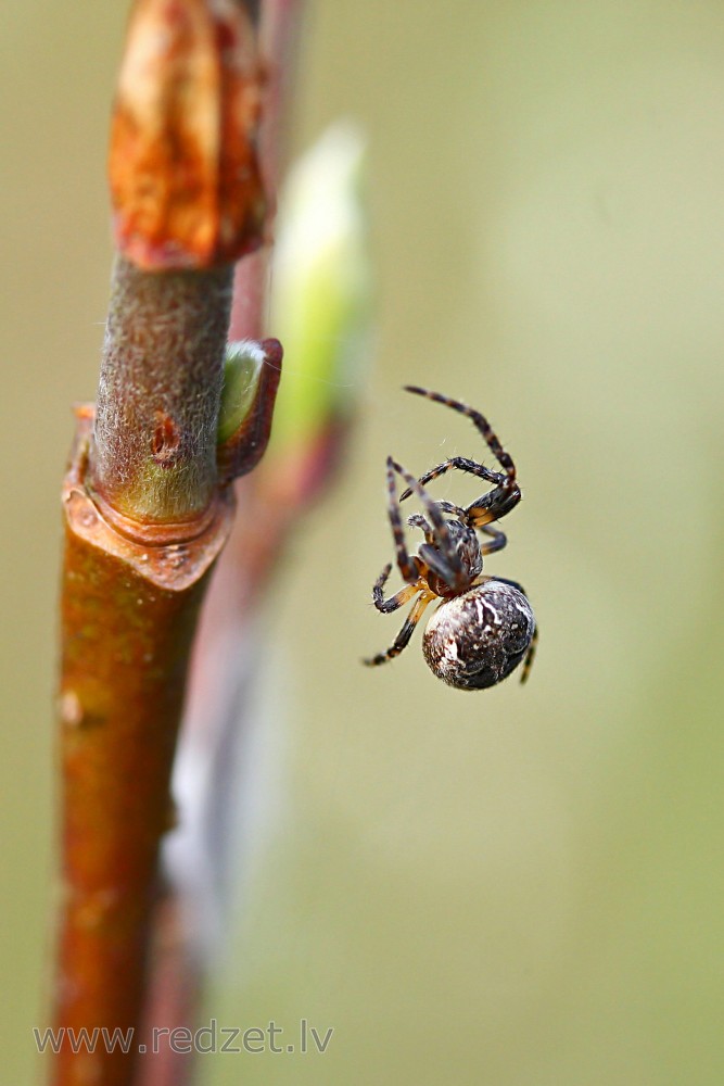 Araneae Pedicel
