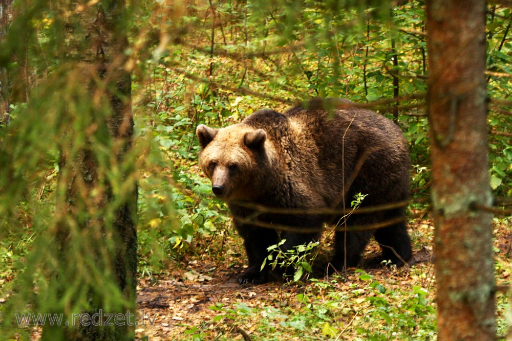 Ligatne Nature Trails Gotobaltic
