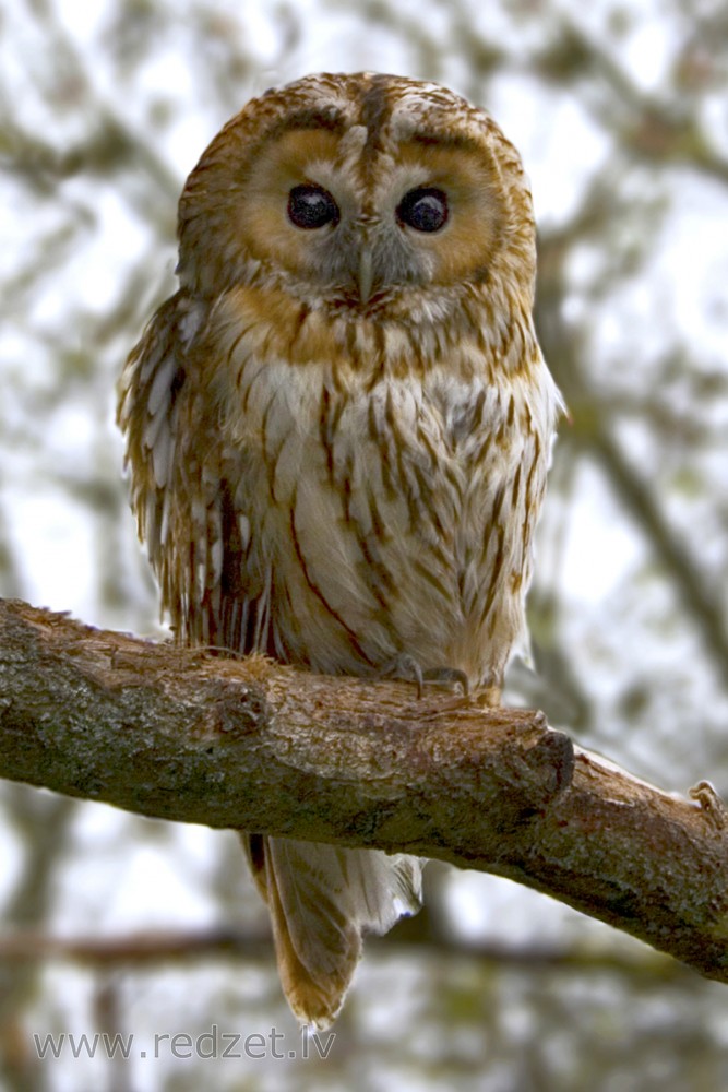 Meža pūce - Putni - redzet.eu