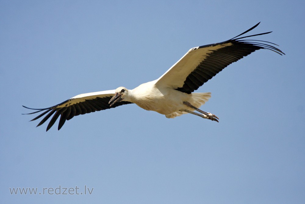 Stārķis - Stārķis - redzet.eu