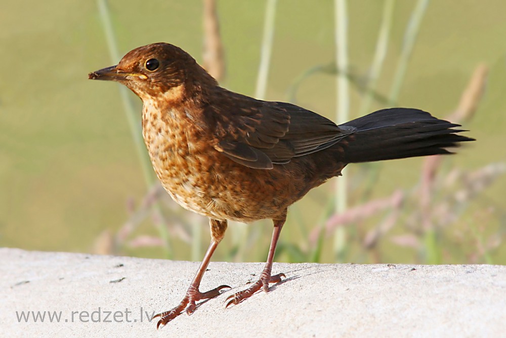 Melnā mežastrazda mātīte - Melnais mežastrazds (Turdus merula) - redzet.eu