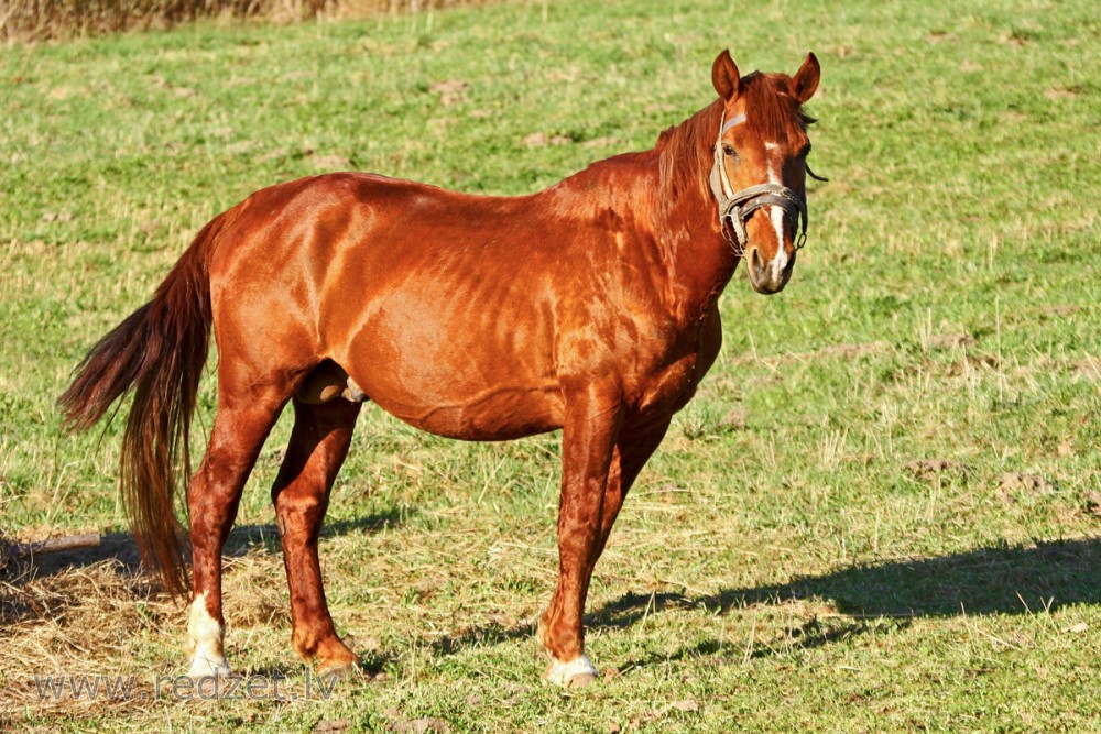 Zirgs - Zirgi (Equus) - redzet.eu