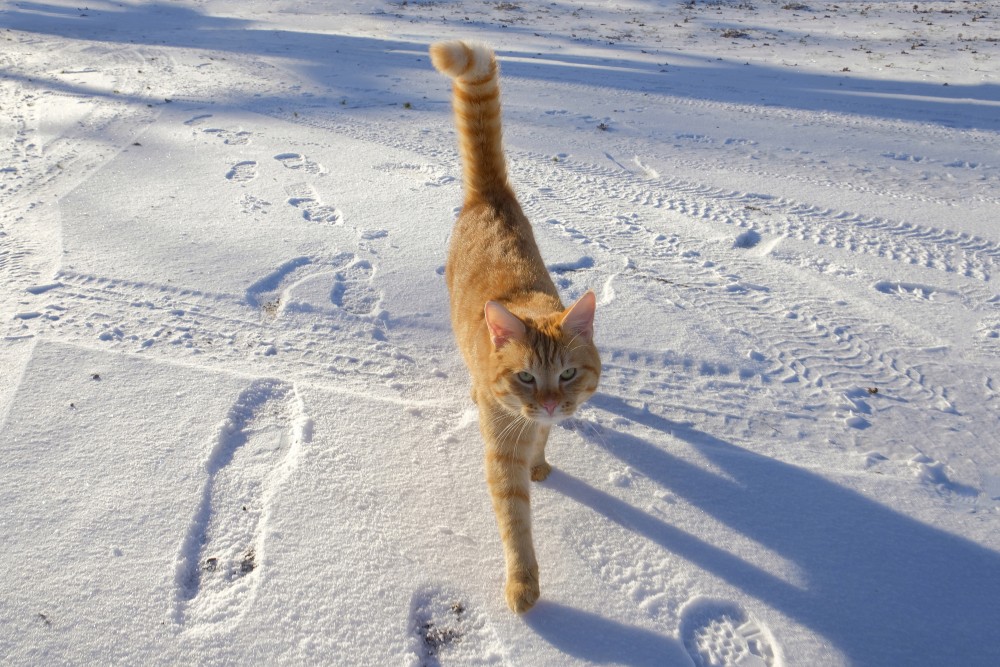 Ruds kaķis ziemā - Mājas kaķis (Felis silvestris catus) - redzet.eu