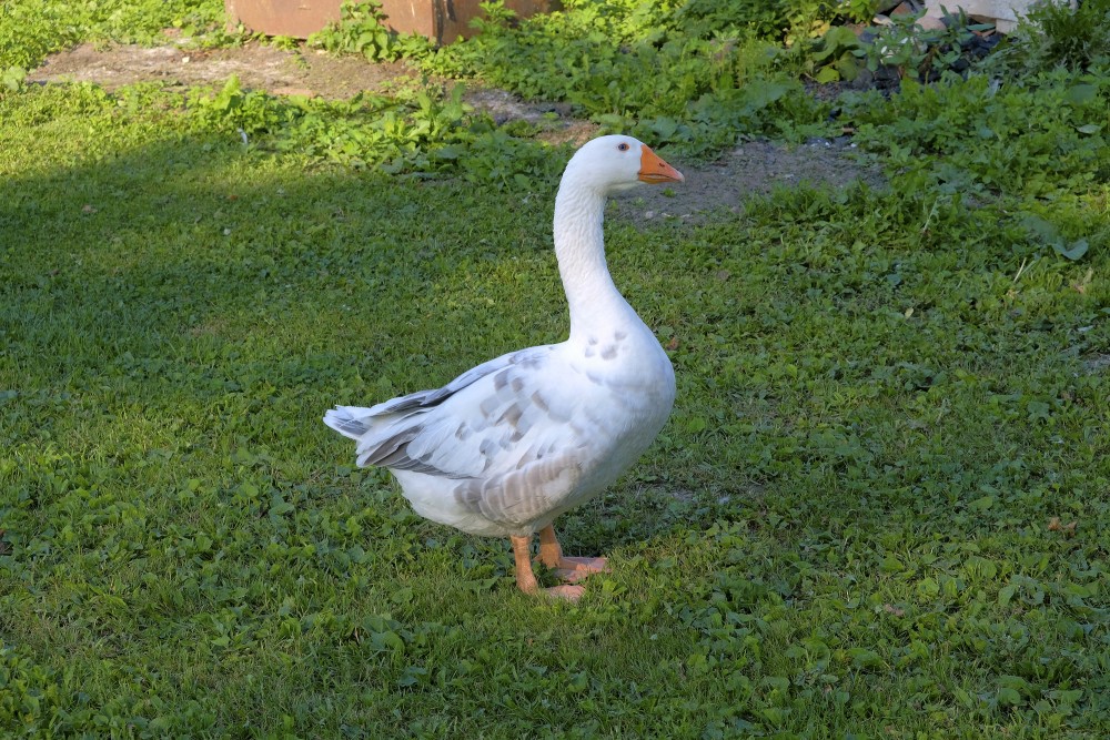 Zoss - Zoss (anserini) - redzet.eu