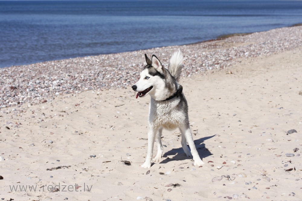 Why Do Huskies Tails Curl