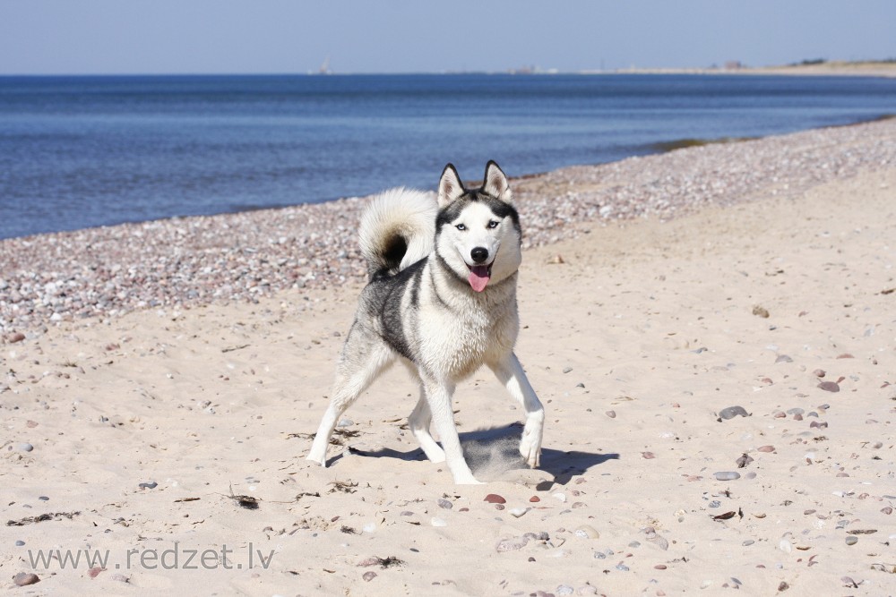 Why Do Huskies Tails Curl