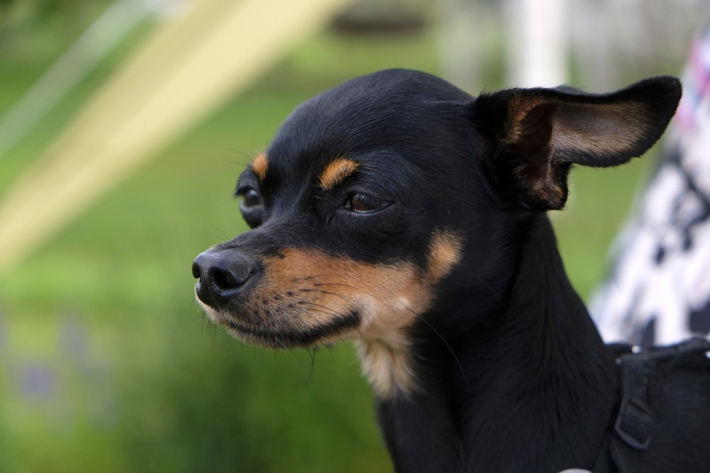 Krievu toiterjers - Suns (Canis lupus familiaris) - redzet.eu