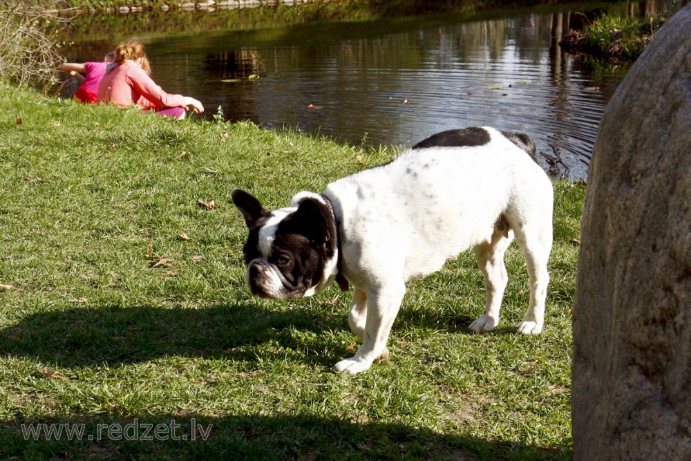 Mopsis - Mopsis - redzet.eu