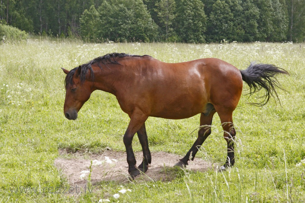 Zirgs - Mājas zirgs (Equus caballus) - redzet.eu