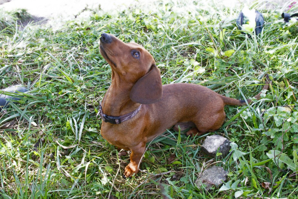 Taksis Suns Canis Lupus Familiaris Redzeteu