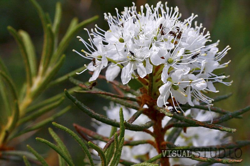 Purva vaivariņš - Ziedi - redzet.eu