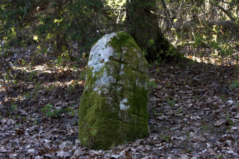 Stone, great trees - gotobaltic.com