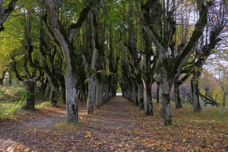 Park, promenade, trail - gotobaltic.com