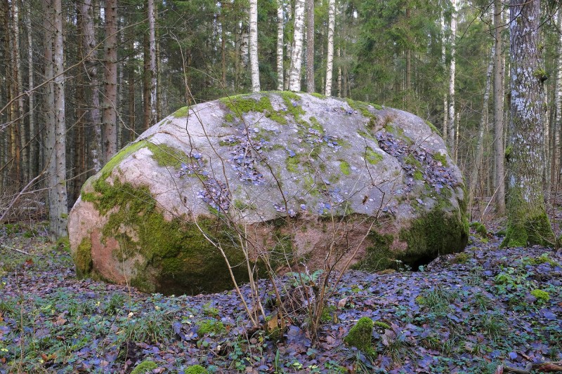 Stone, great trees - gotobaltic.com